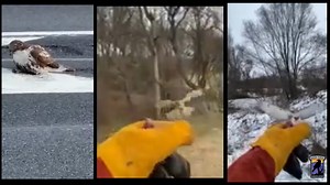 2.8K views · 211 reactions | ***UPDATE*** On the Red-Tailed hawk we...