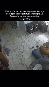 Oh wow, these dogs are so gentle and patient with this bird. Loved this video so much. Many dogs learn to be really great with even small pets! #petparent #pets #dogparents #cutepets | Thinking Canine