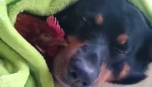 626K views · 8K reactions | Chicken + Dog = Cat nap | Humane World Farm Animals | Facebook