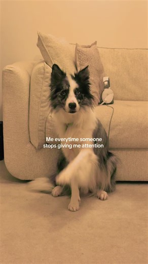 Funny Border Collie Shows Need for Attention