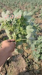 Fomi triple gene cotton variety 🥰 #tubewell #agriculturelife #weather #solarsystem #wheat #Agriculture #SolarSystem #agriculture #crop #solar | Hum Kissan Hamara Pakistan2