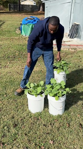 5 Gallon Bucket Planters - Transferring Seedlings The collard seedlings that I was growing for my fall garden started to outgrow the seedling starting pots that they were in. I was still about two weeks out from planting the seedlings in the garden, so I decided to transfer them into these 5 gallon buckets to maintain the seedlings until then. To prepare the buckets, I drilled multiple holes in the bottom and added gravel to provide adequate drainage. I used soil from one of the raised garden be