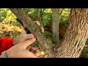 Tree Pruning