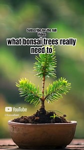 What Do #Bonsai Trees Really Need to Grow #BeginnerBonsai Tree Care Tips #bonsaiplants | Bonsaibarn