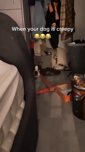 My dog is creepy 😂 #dogs #dog | Daz Black