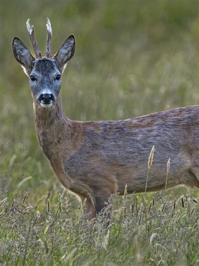 Quiet steps through the European wild 🦌🌿 A Western roe deer moving through its habitat — elegant, alert, and perfectly adapted to life on the edge of forest and field ✨ 🌿 Facts About Western Roe Deer: Habitat: Native to Europe 🌍 — commonly found in woodlands, meadows, and agricultural landscapes Behavior: Mostly solitary or found in small family groups, especially outside the winter months 👀 Diet: Herbivorous, feeding on leaves, buds, herbs, and agricultural crops 🍃🌾 🤍 Fun fact: Roe deer