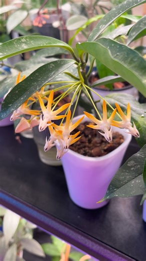 Hoya multiflora splash blooms #reels #fblifestyle #fbreels #highlightseveryone #highlights #flowers #hoya #hoyamultiflorasplashflowers #hoyaflowers #GoodMorningEveryone #goodmorning #morningblooms | Hoyas