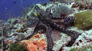 Octopus close-up on bright corals and fish in underwater world of Bali. Close-up underwater paradise with octopus and variety of fish amidst vibrant hues of corals in pristine, clear water.