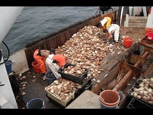 HUGE CATCH OF SCALLOPS!!!