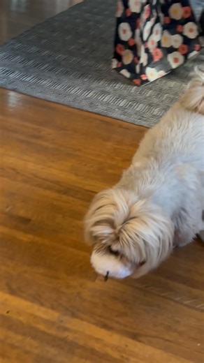 Fetch. #fridaymomentofzen #shihtzuproblems | Dougie the Shih Tzu