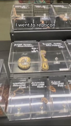 I went to repticon for a new Pet(s) 👀 |TRAINED PROFESSIONALS | #traphousenature #repticon #reptiles #reptile #turtles #turtle #animals #iguana #lizard #gecko #beardeddragon #snappingturtle #snake #python #ballpython #hognose #hognosesnake #pets #pet #softshellturtle #turtlearmy #fyp #DidYouYawn