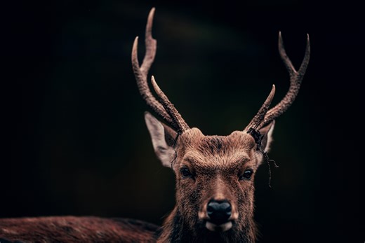 Security Camera Captures Angry Deer Attacking An Innocent Rudolph Lawn Decoration And Beating It Up