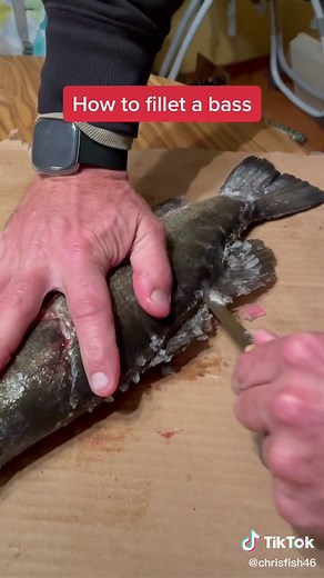 “Educational “how to fillet a large mouth bass!#fishing #fishtok #cleaningfish #fishcleaning #largemouthbass #icefishing