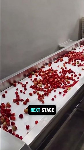 Automatic Strawberry Washer | Multi Fruit & Vegetable Cleaning Machine 🍓