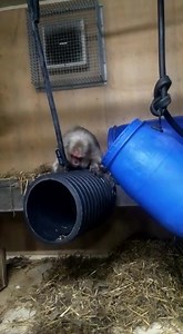 9.7K views · 1.2K reactions | It's the last few days of the stumpies as #PrimatesOfTheMonth! Thank you to everyone who helped out with the appeal for enrichment, which will help keep them active and fit- as shown by the balancing and agility here! The other way to support us is by adopting- you can do so online at www.monkeyworld.org/our-primates/adopt-a-primate/ | Monkey World - Ape Rescue Centre, Official Facebook Page | Facebook