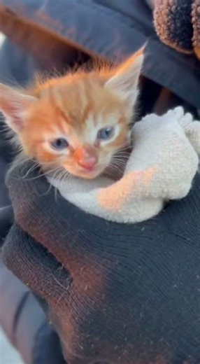 Baby Kitten Rescued from Car Engine