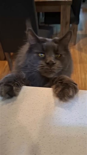 Gimme Dat 🐾 🐾 🐾 🐾 #Mainecooncat #food #FoodieMood #cats #mainecoon #bigcats #funnycat #eat | Ragnar the Maine Coon