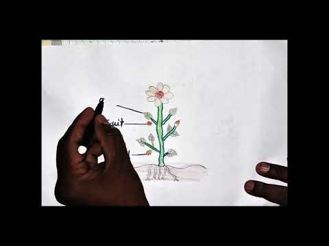 How to Flower Branch Sketch with Labels | Easy Biology Drawing 🌼✏️