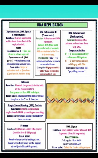 15K views · 196 reactions | DNA Replication – The process of life’s blueprint copying itself! 溺✨ Understand it step by step for your exams.  #DNAReplication #DNABiology #MolecularBiology #NEETBiology #JEEBiology #TGTBiology #PGTBiology | Josh Study point | Facebook