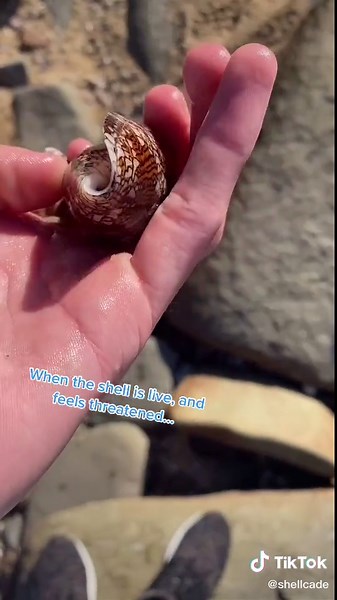 Beware of Textile Cone Shells: Deadly Venom Explained