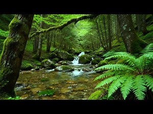 Calming Forest Ambience, Birds Singing Beautiful Stream Sounds for Deep Sleep, Study Focus, Medicine