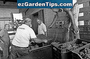 La storia dell'olivo russo 🌱 Consigli Giardinieri - It.ezGardenTips.com