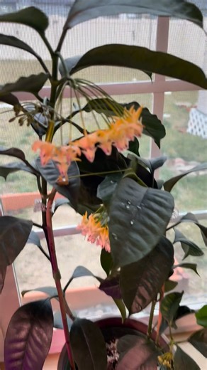 Hoya multiflora blooms almost done #reels #highlightseveryone #gardening #hoyacollection #plantsmakepeoplehappy #flowers #hoyaheads #indoorgarden #indoorhlyas #indoorplants #hoyaplant #multiflora #highlight #highlights | Hoyas