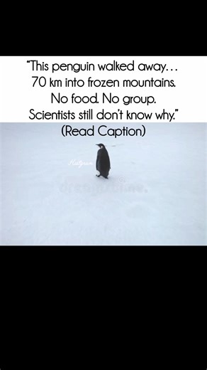 Histgram on Instagram: "A penguin walking alone might look peaceful… but this one’s journey tells a deeper story about survival, instinct, and a changing world. Recently, a lone emperor penguin was seen heading away from its colony — not toward food, family, or shelter — but toward the empty mountains, hundreds of kilometers from help. This isn’t just strange behavior… it’s a glimpse into how fragile life in Antarctica has become. Normally, emperor penguins travel in groups, following well-worn