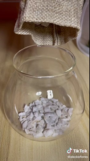 Meet My New Pet: Marimo Moss Ball Fun Facts