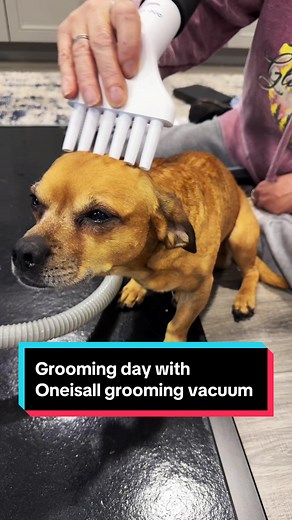 Oneisall Pet Grooming Vacuum: Review & Demo