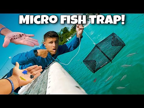 MICRO FISH TRAP Catches MICRO AQUARIUM FISH Pt.2