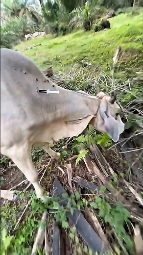 Cow Injection Distraction Trick 💉 #shorts