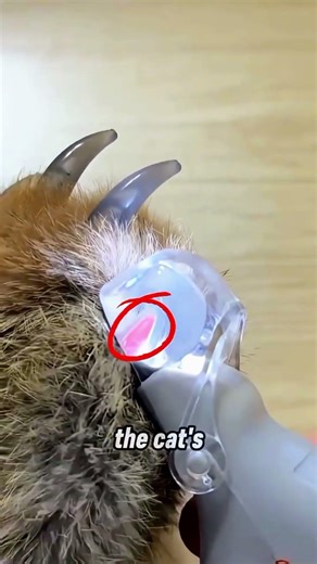 #SmartCatNailScissors