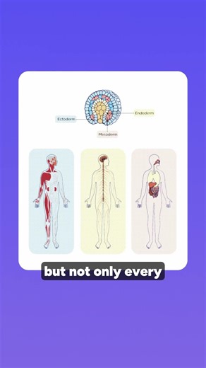 MCAT Embryology: The ONE Cell That Becomes an Entire Human 🤯🧬