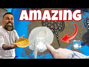 Moving MONSTER Freshwater Stingrays from an Underground Aquarium Across the Country!