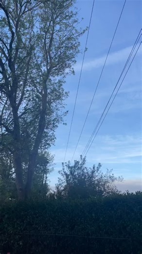 #trees #arkarborists #treesurgerybuisness #treepruning #mytreecompany #treerigging #treefellers #treesurgeryuk #treesurgerylife #overgrowntree | Ark Arborists LTD