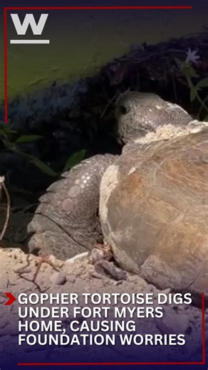 TROUBLESOME TORTOISE?! 🐢 A determined gopher tortoise decided to make itself at home in Fort Myers - digging a massive burrow beneath a house and raising concerns about the stability of its foundation. ➡️ Read more at winknews.com . . . #tortoise #fortmyers #swfl #southwestflorida #winknews #leecounty | WINK News