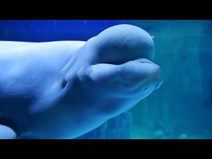 CANTO DELFINI E BALENE - Rilascio Emozionale - Armonia Interiore