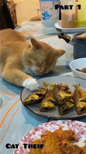 cute cat videos #funnyshorts #shorts #cats