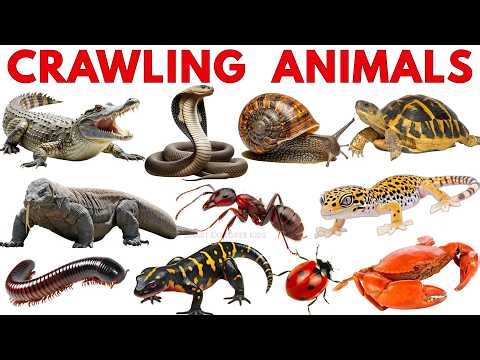 Crawling and Reptile Animals for Kids 🐍 | Learn Animal Names with Sounds and pictures