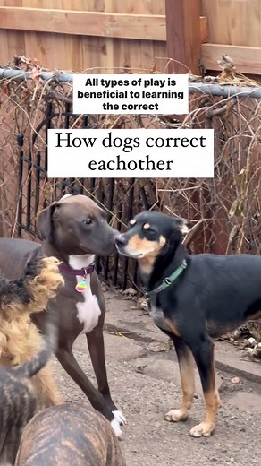 Understanding Dog Correction vs Aggression