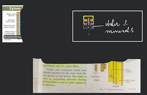 the Complex permanent tissues Old xylem forms the wood and does... | Filo