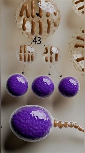 Structure of Sperm and Spermatogenesis: 3D Medical Anatomy