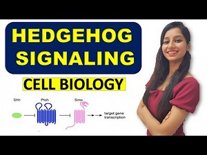 Hedgehog Signaling Pathway| Cell Biology|Role in Cancer Biology|Ci Protein|Smoothened|Patched|iHog