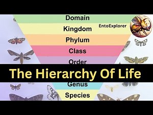 Introduction to Insect Taxonomy and Insect Identification - Part 1 - Taxonomic Ranks