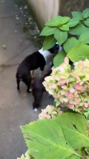 Hunting critters is my specialty- Percy 🦎 .......#love #funny #instagram #doglife #dogsofig #dogstagram #boston #photooftheday #happy #petphotography #cutedogs #dog #dogsofinstagram #reels | Harper Davis