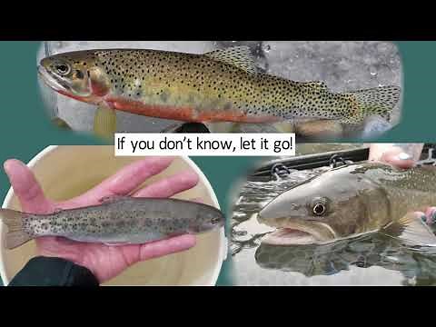Fish Identification