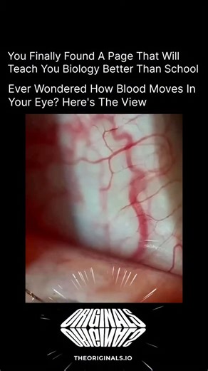 BIOLOGY | MEDICAL | HEALTH on Instagram: "Tiny, delicate blood vessels run through the retina — the light-sensitive layer at the back of your eye. These vessels deliver oxygen and nutrients, keeping your vision clear and your eye healthy. 💉🔴 Every heartbeat sends a pulse of life through them — it’s like watching a living galaxy in motion! 🌌 Taking care of your eyes means protecting this incredible network — through good nutrition, hydration, and regular eye check-ups. 🥦💧💤 DM for credit/rem
