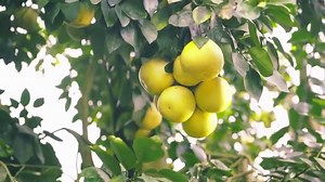 Ever wondered how grapefruit got its intriguing name? 🤔💡 The fruit's name came from the way it grows in clusters, similar to grapes 🍇🍊 | Florida Grapefruit