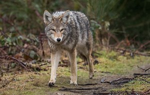 Officer Shoots At Coyote As It Attacks Child At Cal State LA